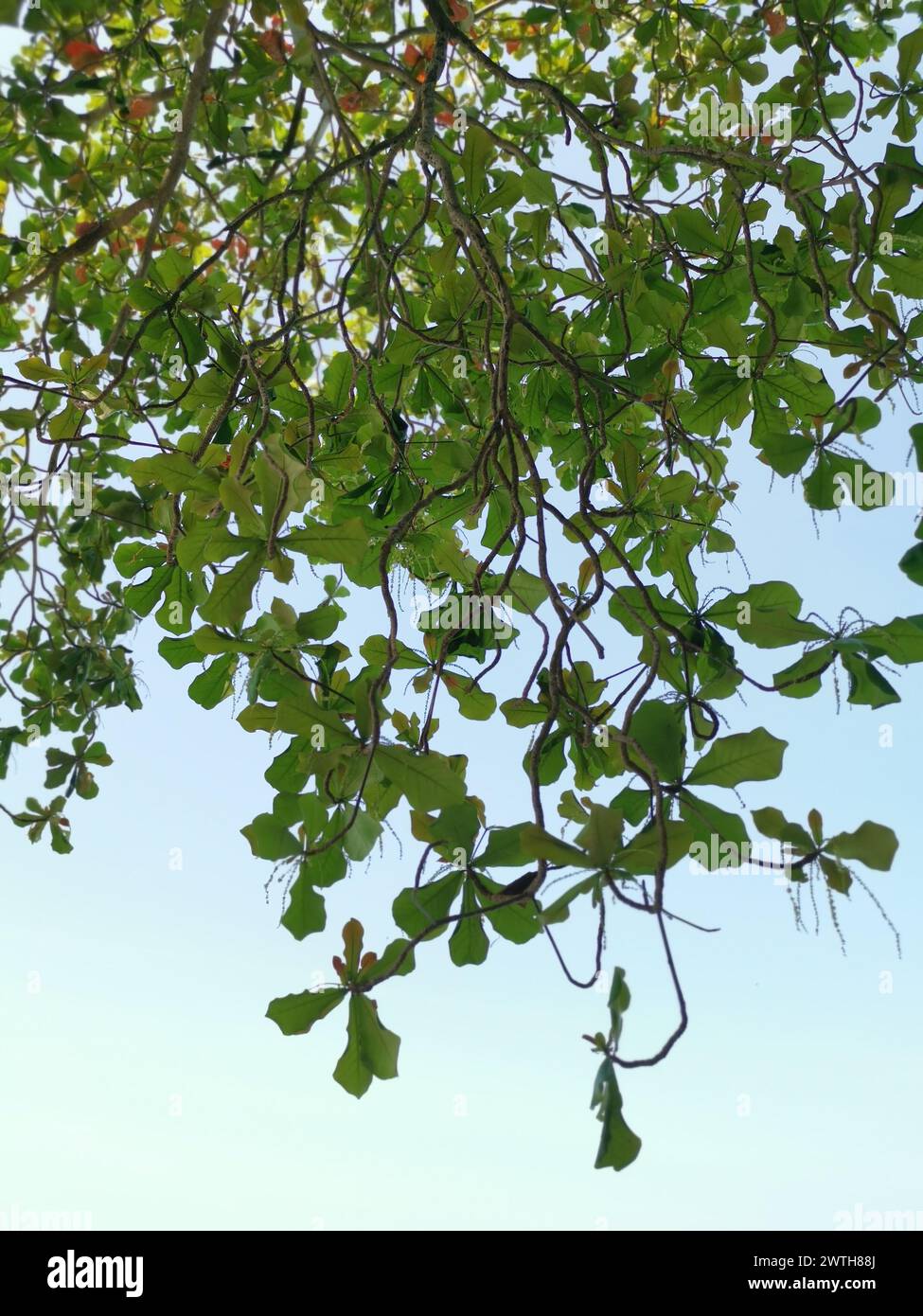 Terminalia catappa branches out by the beachfront Stock Photo - Alamy