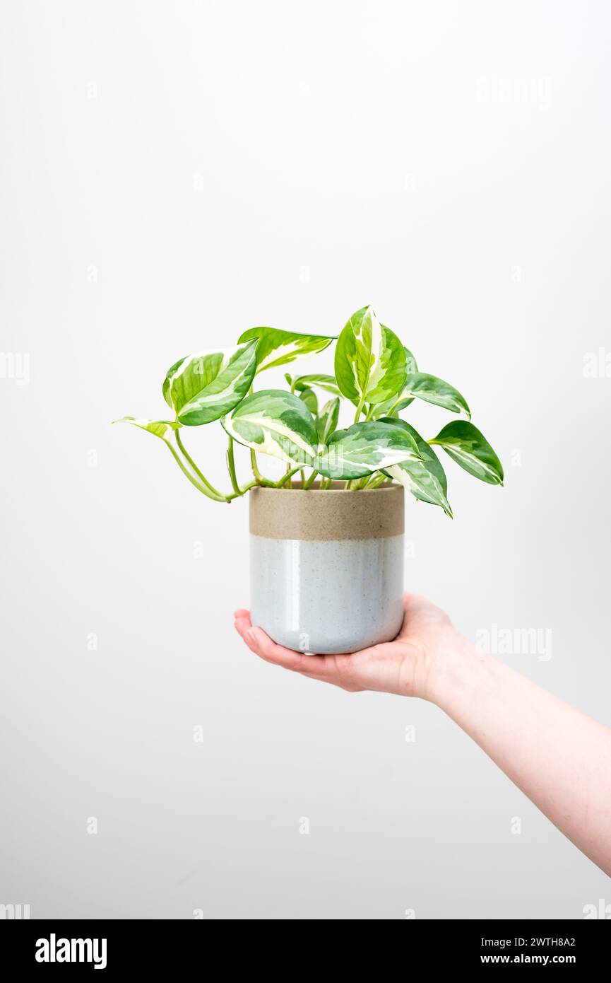 Potted pothos hi-res stock photography and images - Alamy