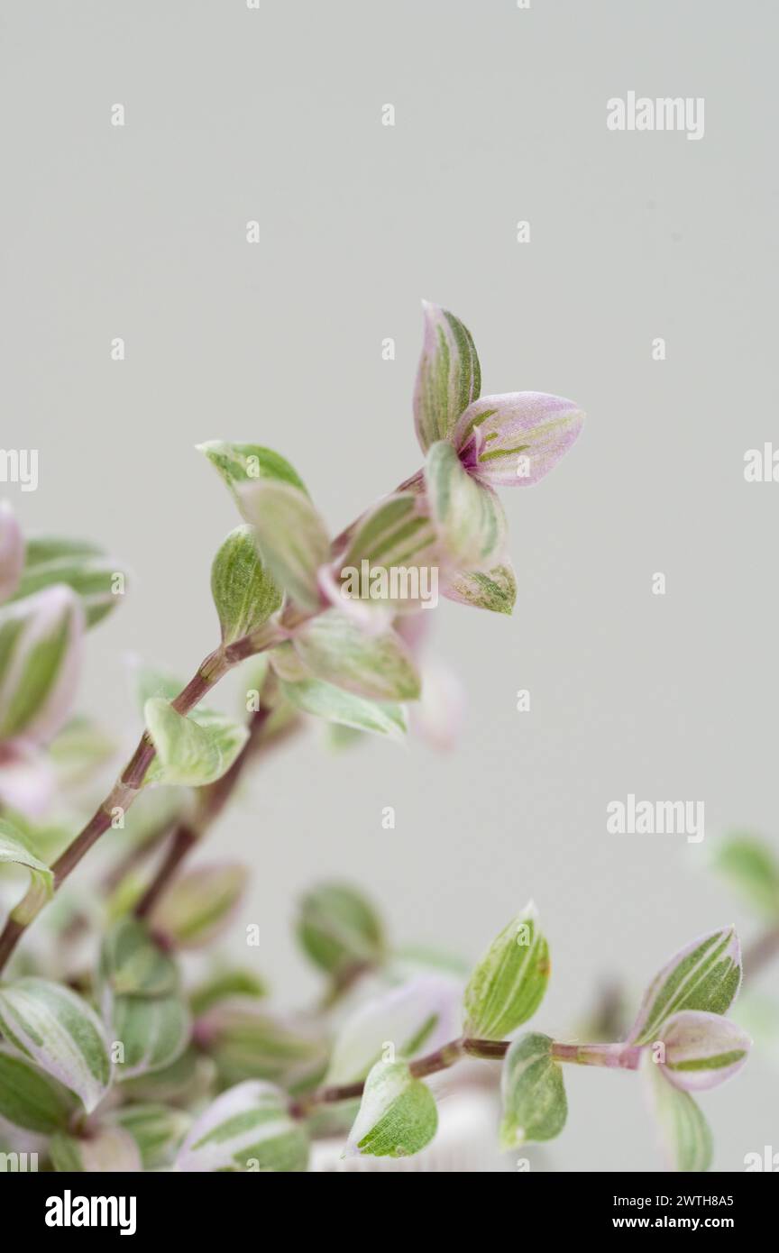 Macro photo of a mini Tradescantia vining plant Stock Photo - Alamy