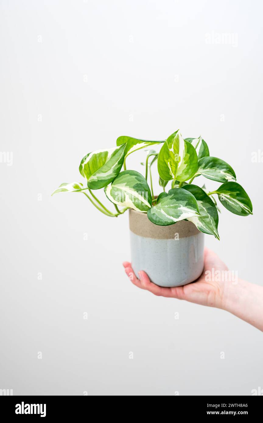 Pothos plant hi-res stock photography and images - Alamy