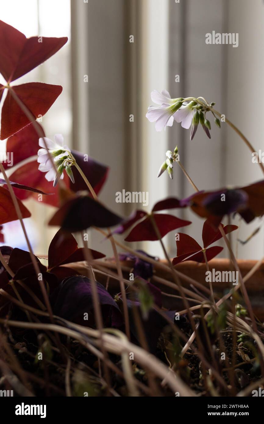 indoor fake shamrock flowering plant oxalis triangularis Stock Photo ...