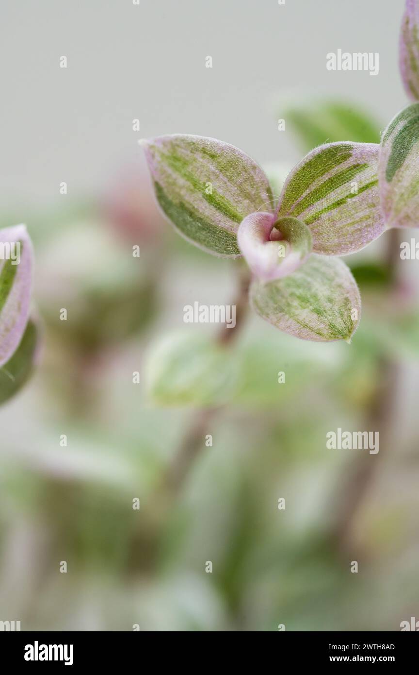 Up close photo of a mini Tradescantia plant leaves Stock Photo - Alamy