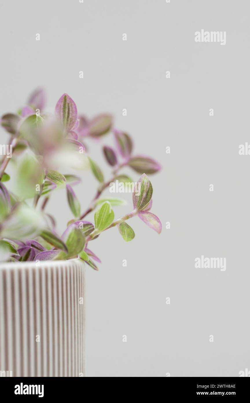 Tradescantia plant hi-res stock photography and images - Alamy