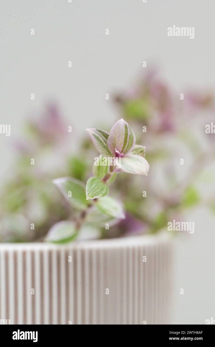 Up close photo of a mini Tradescantia vining plant Stock Photo - Alamy