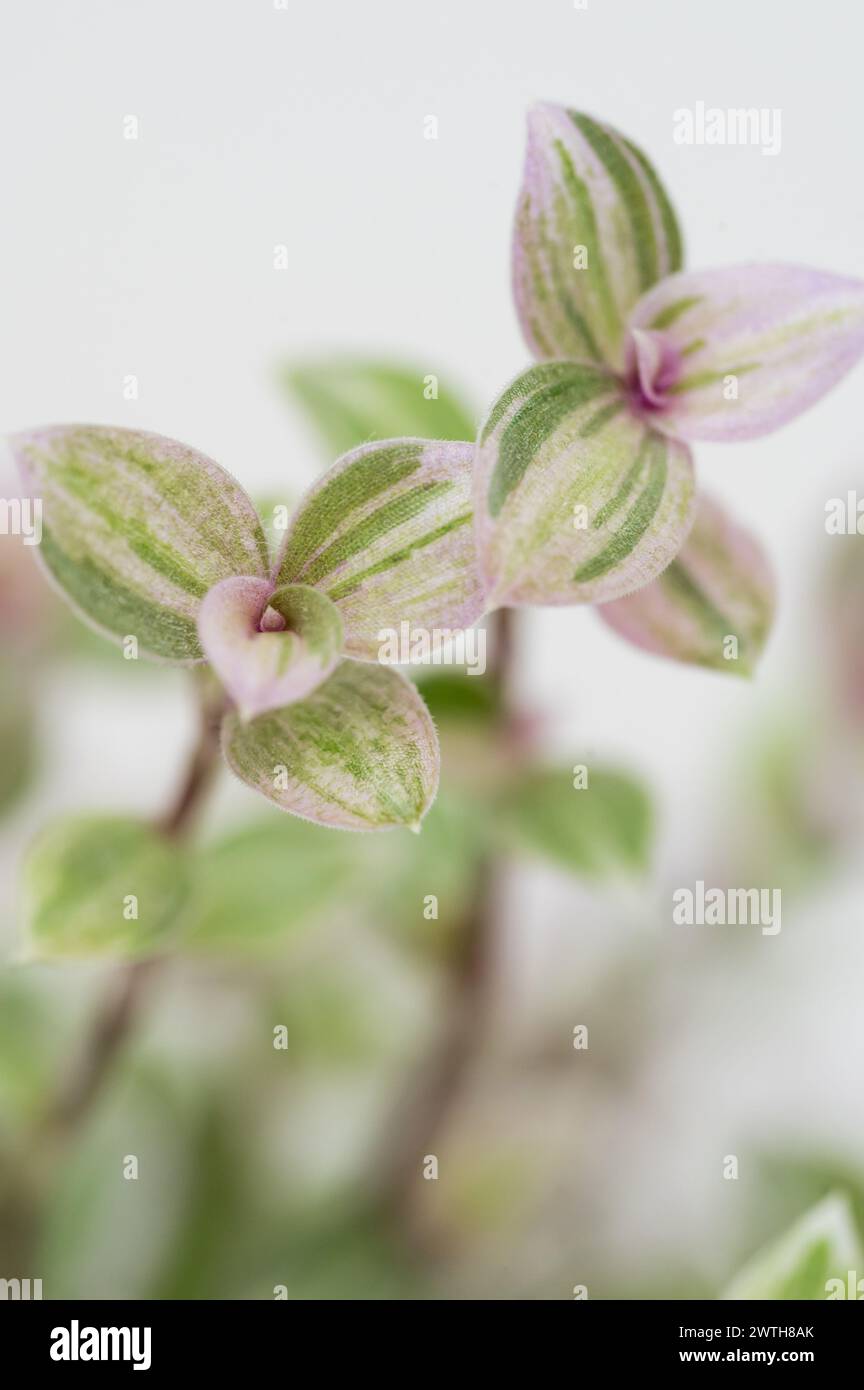 Macro photo of a mini Tradescantia plant leaves Stock Photo - Alamy