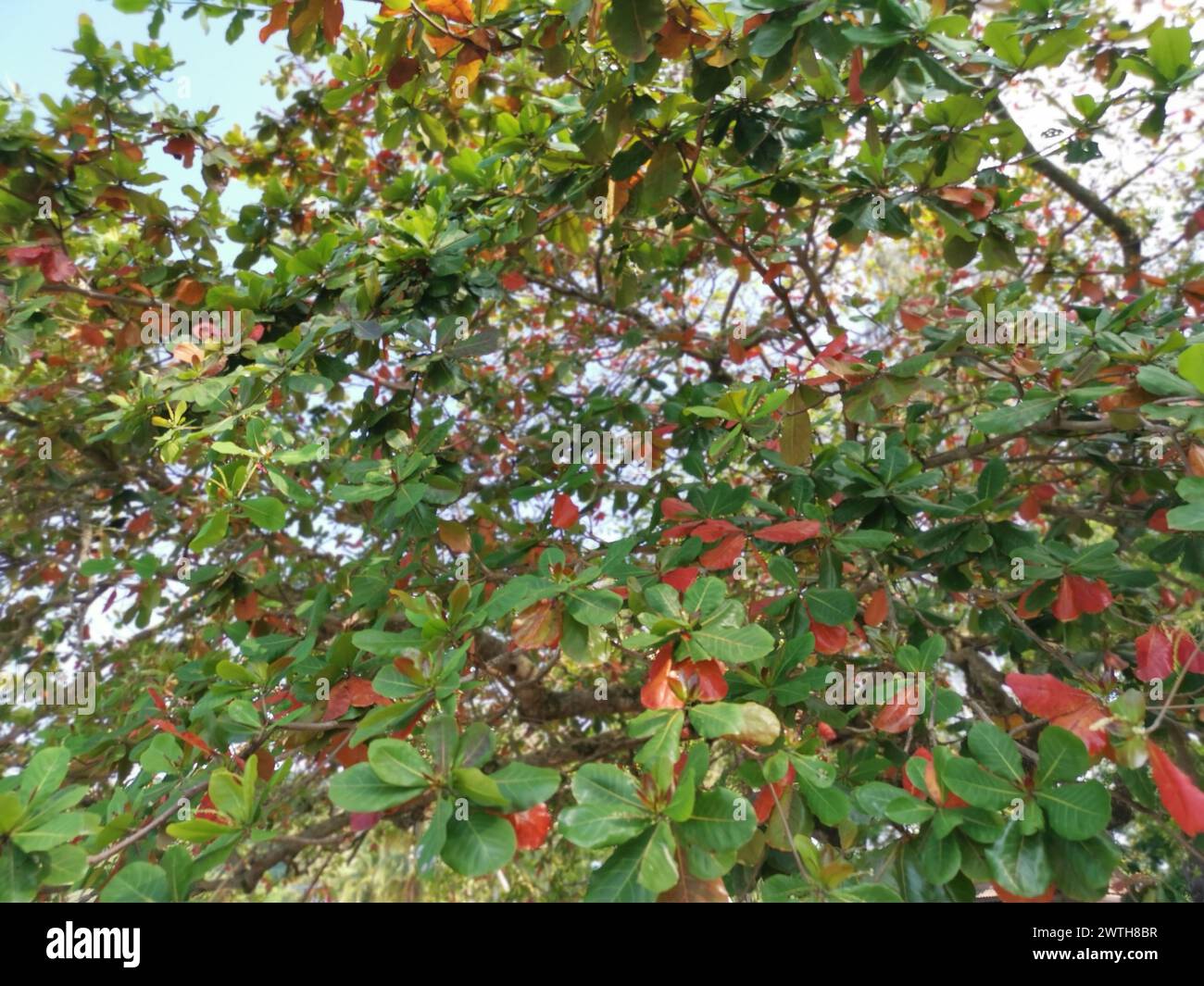 Terminalia catappa branches out by the beachfront Stock Photo - Alamy