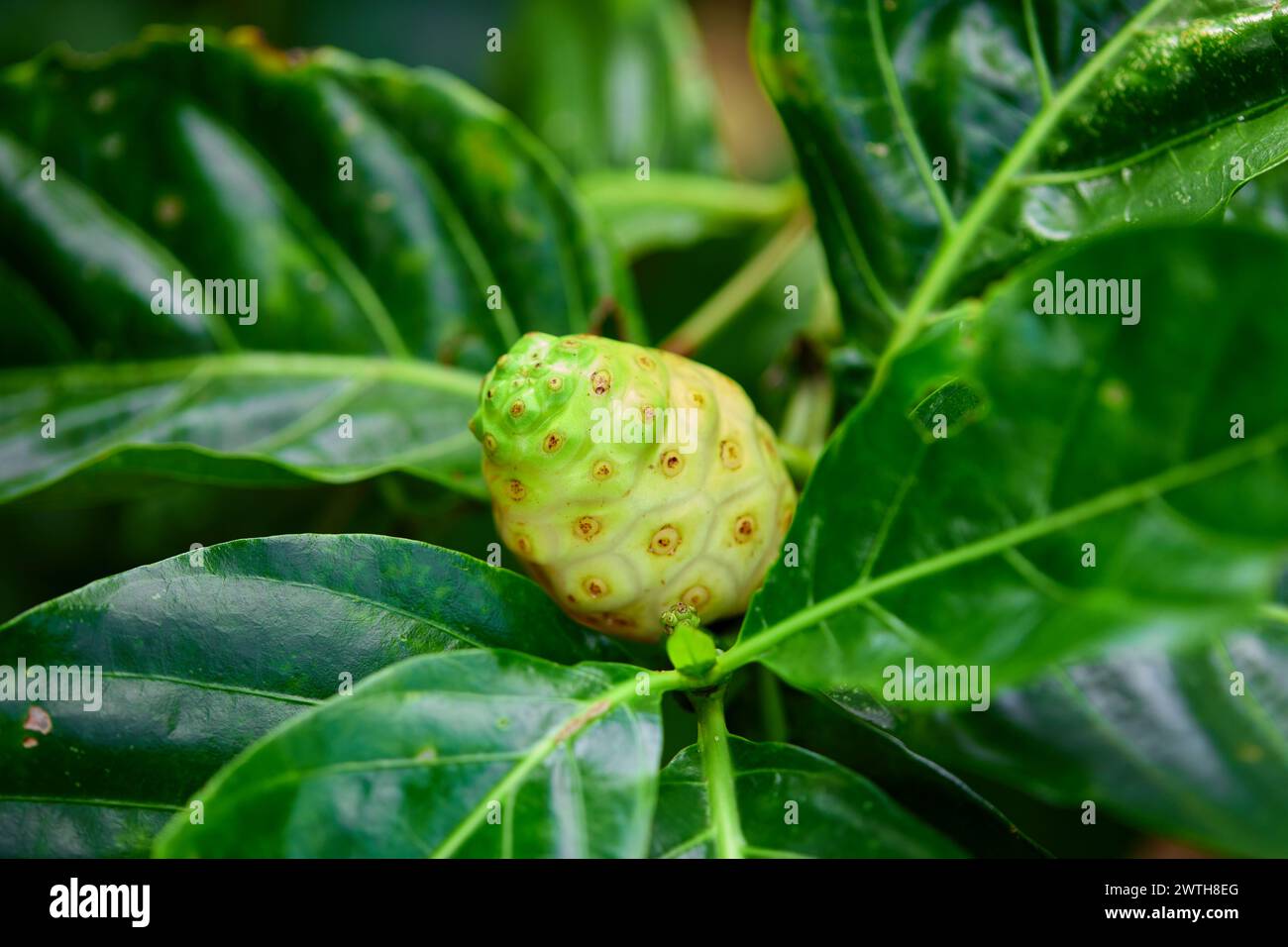 Indian mulberry hi-res stock photography and images - Alamy