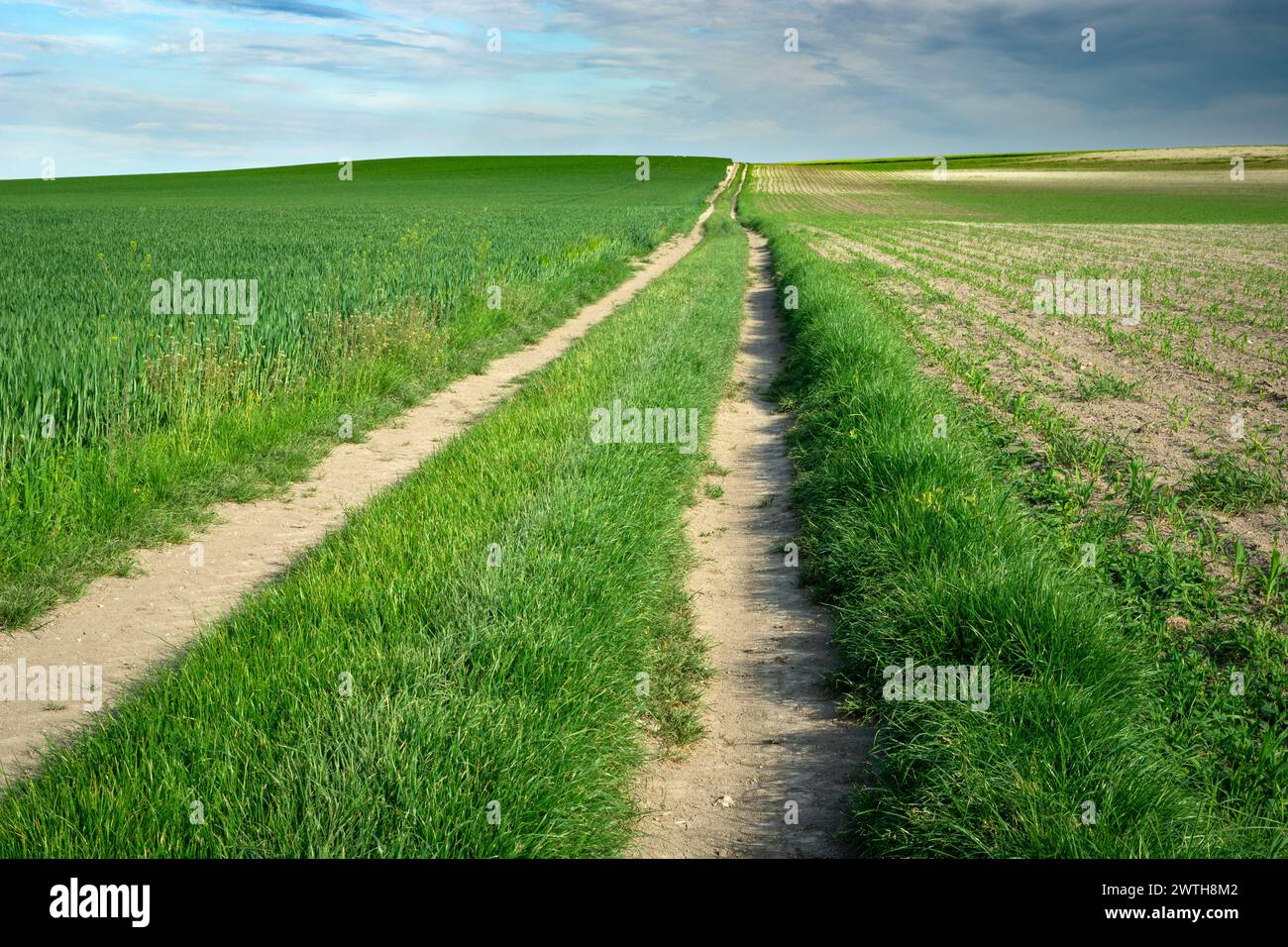 Dirt road through wheat field hi-res stock photography and images - Alamy