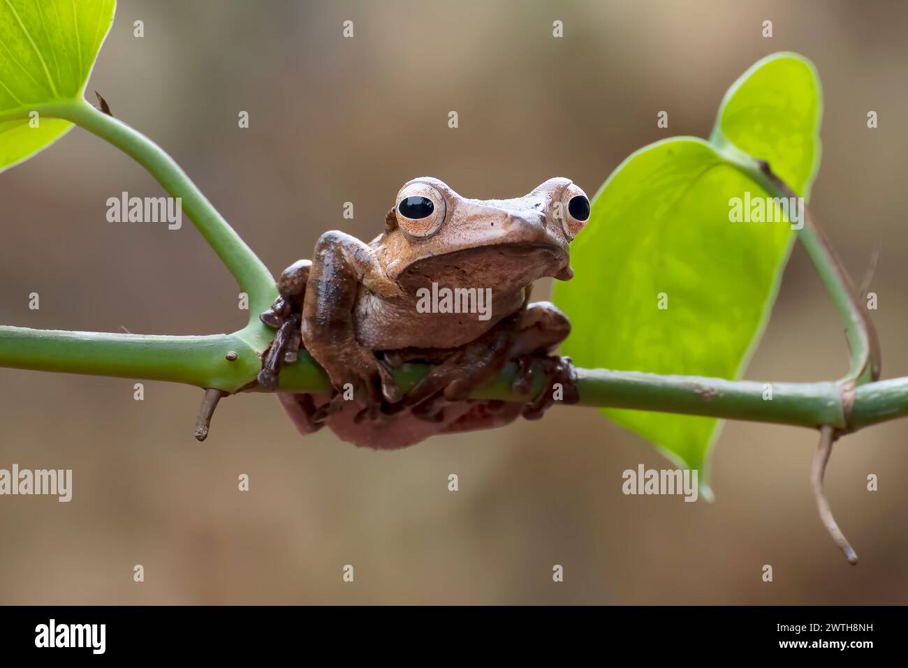 Flying frog on branch hi-res stock photography and images - Alamy