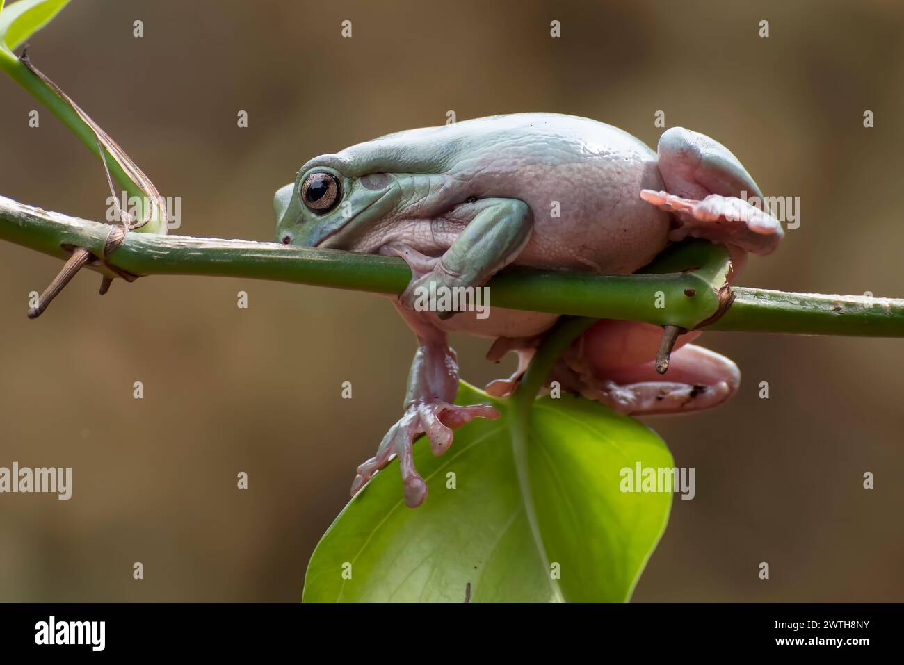 Dumpy frog hi-res stock photography and images - Alamy
