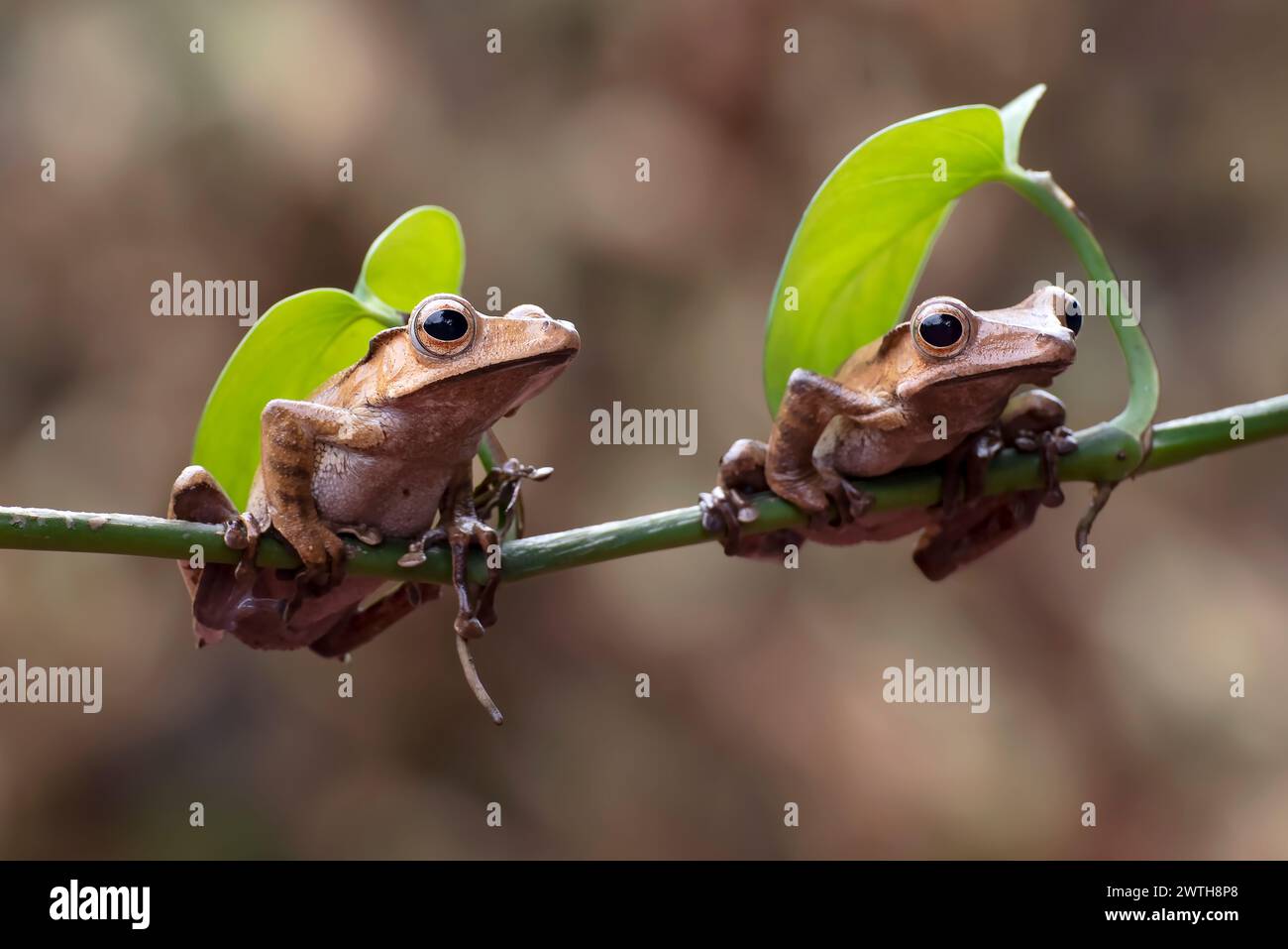 Green tree frog eating hi-res stock photography and images - Alamy