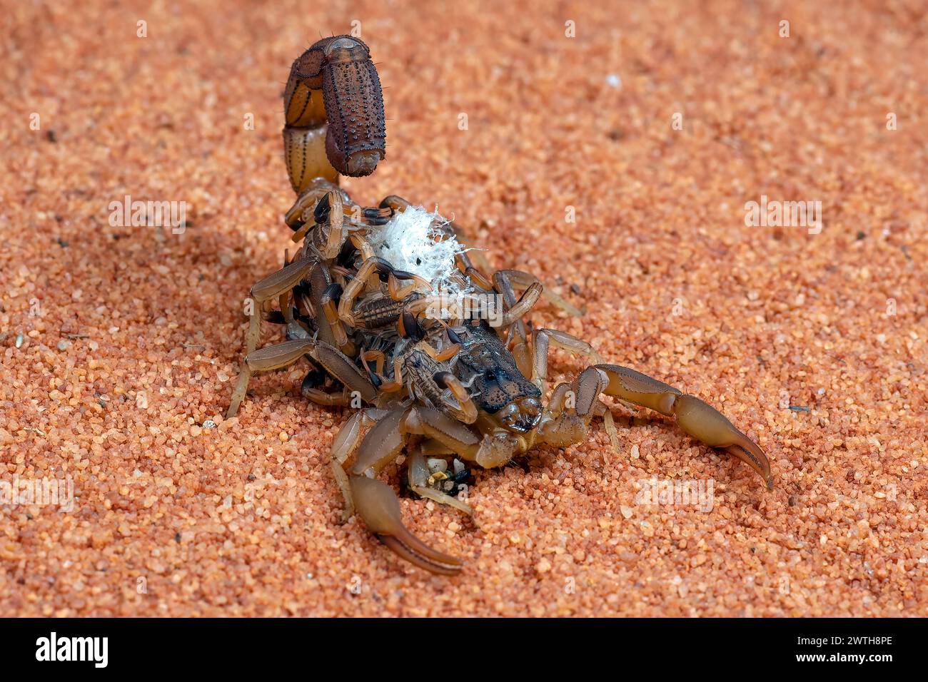 Scorpion brings babies on her back Stock Photo - Alamy