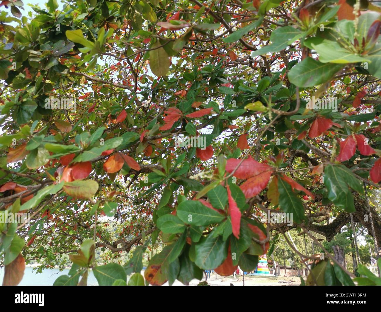 Terminalia catappa branches out by the beachfront Stock Photo - Alamy