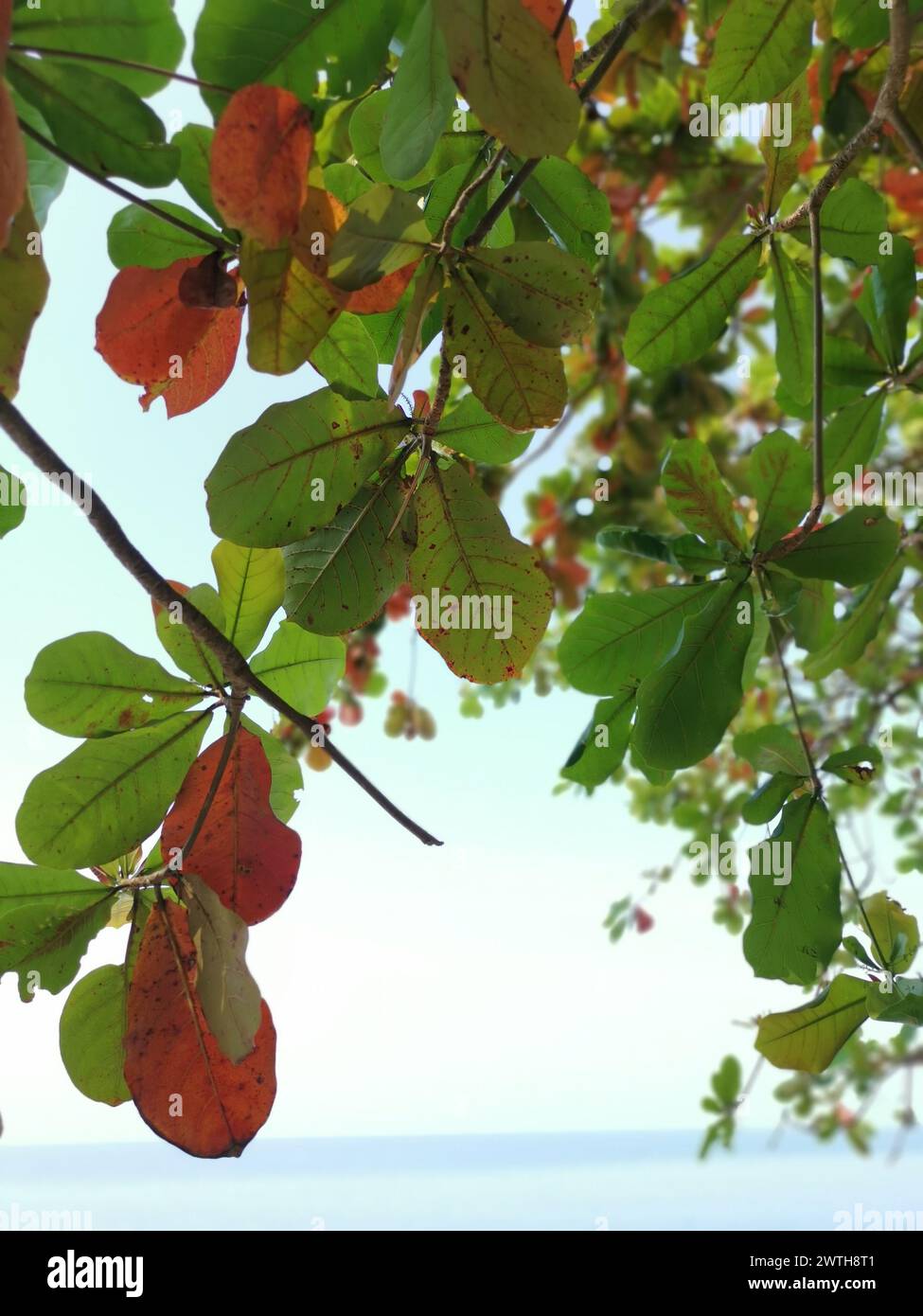 Terminalia catappa branches out by the beachfront Stock Photo - Alamy