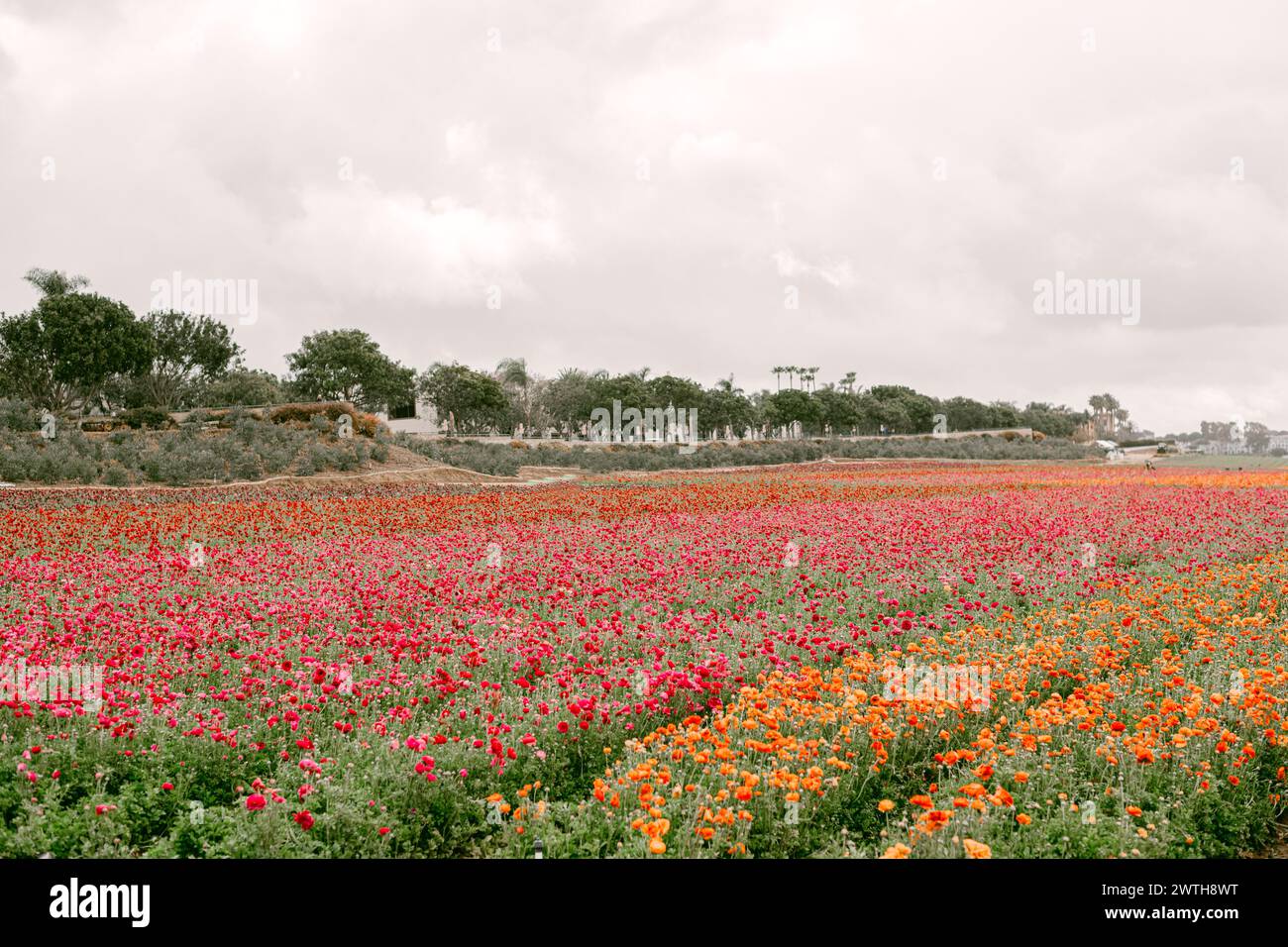 Colorful ranunculus flower fields in Carlsbad California Stock Photo ...