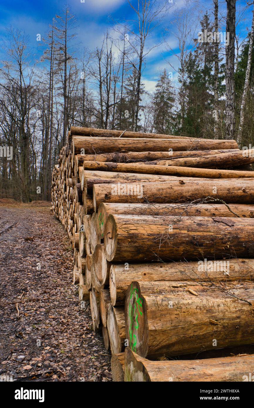 Stacked tree trunks by the side of the road in the forest. Tree ...