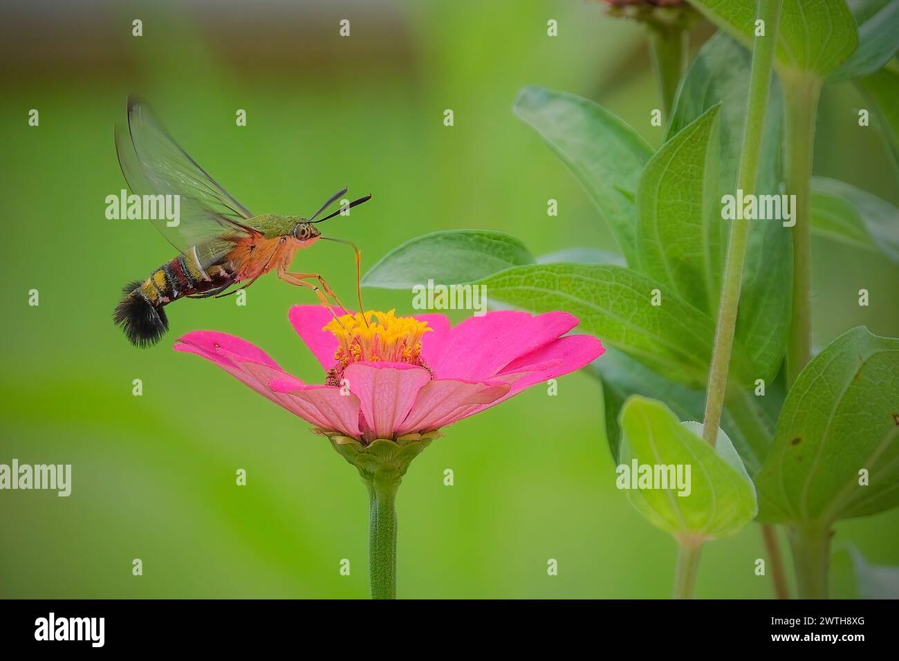 close up hummingbird moth in the garden Stock Photo - Alamy
