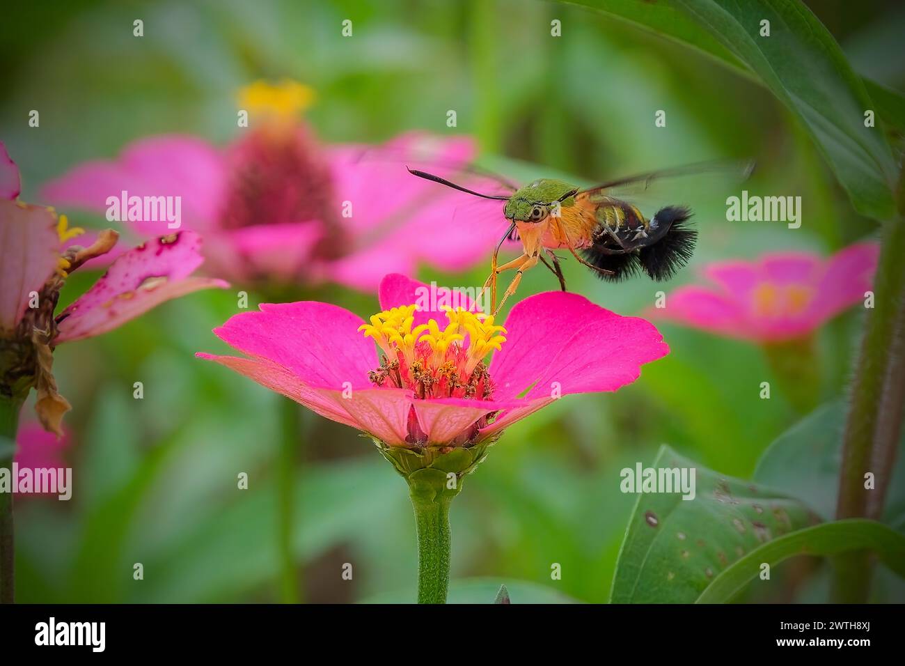 close up hummingbird moth in the garden Stock Photo - Alamy
