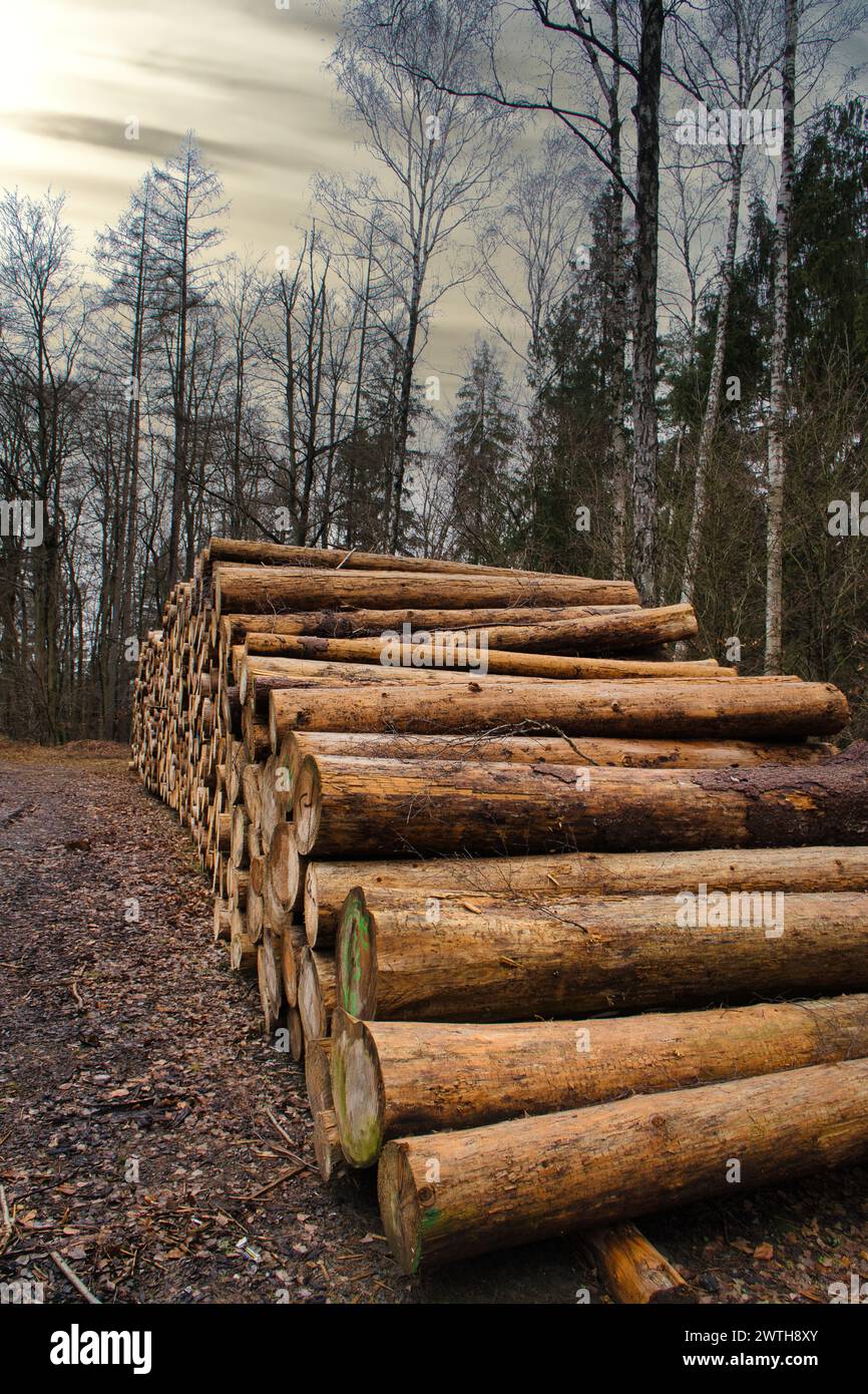 Stacked tree trunks by the side of the road in the forest. Tree ...