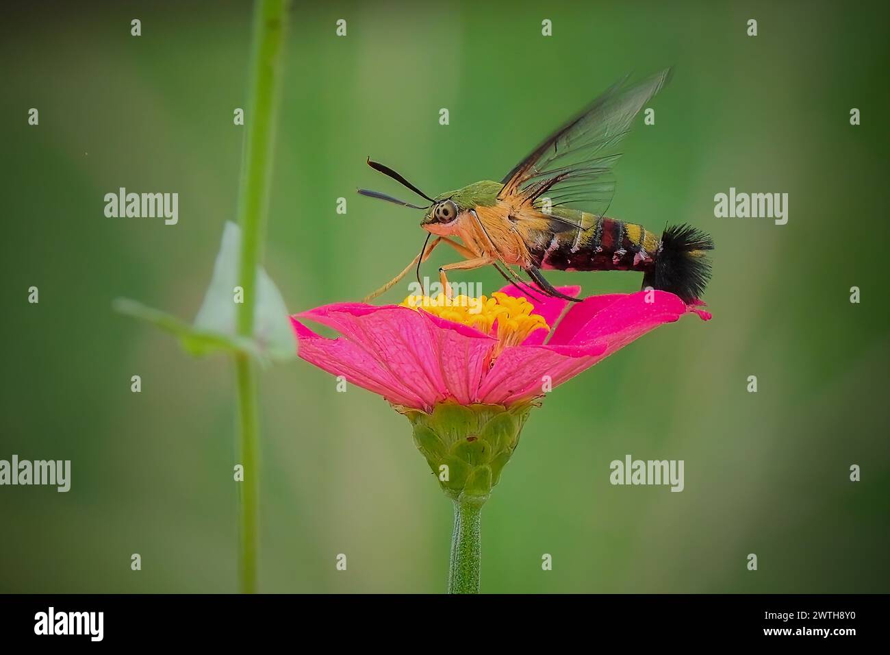 close up hummingbird moth in the garden Stock Photo - Alamy