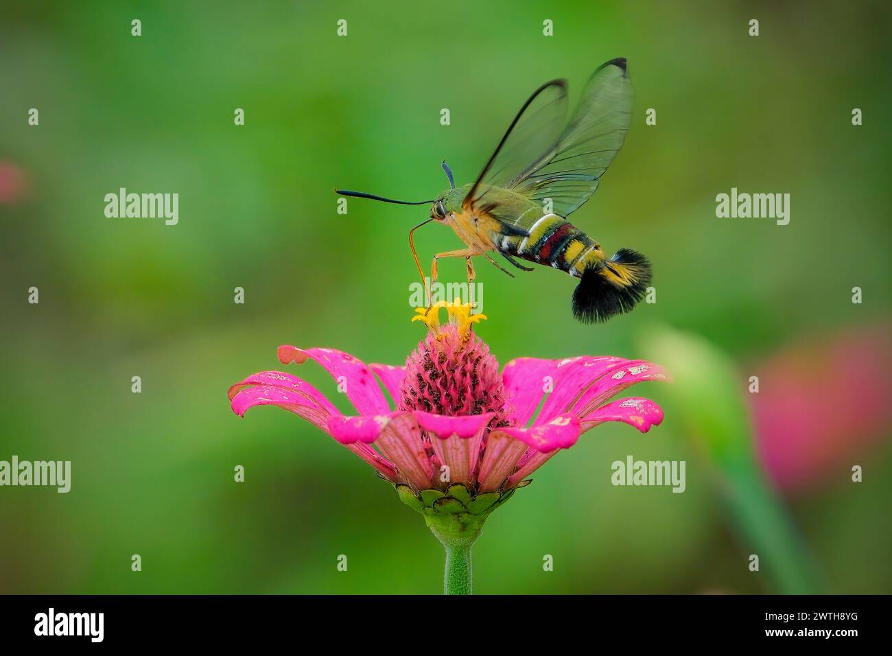close up hummingbird moth in the garden Stock Photo - Alamy