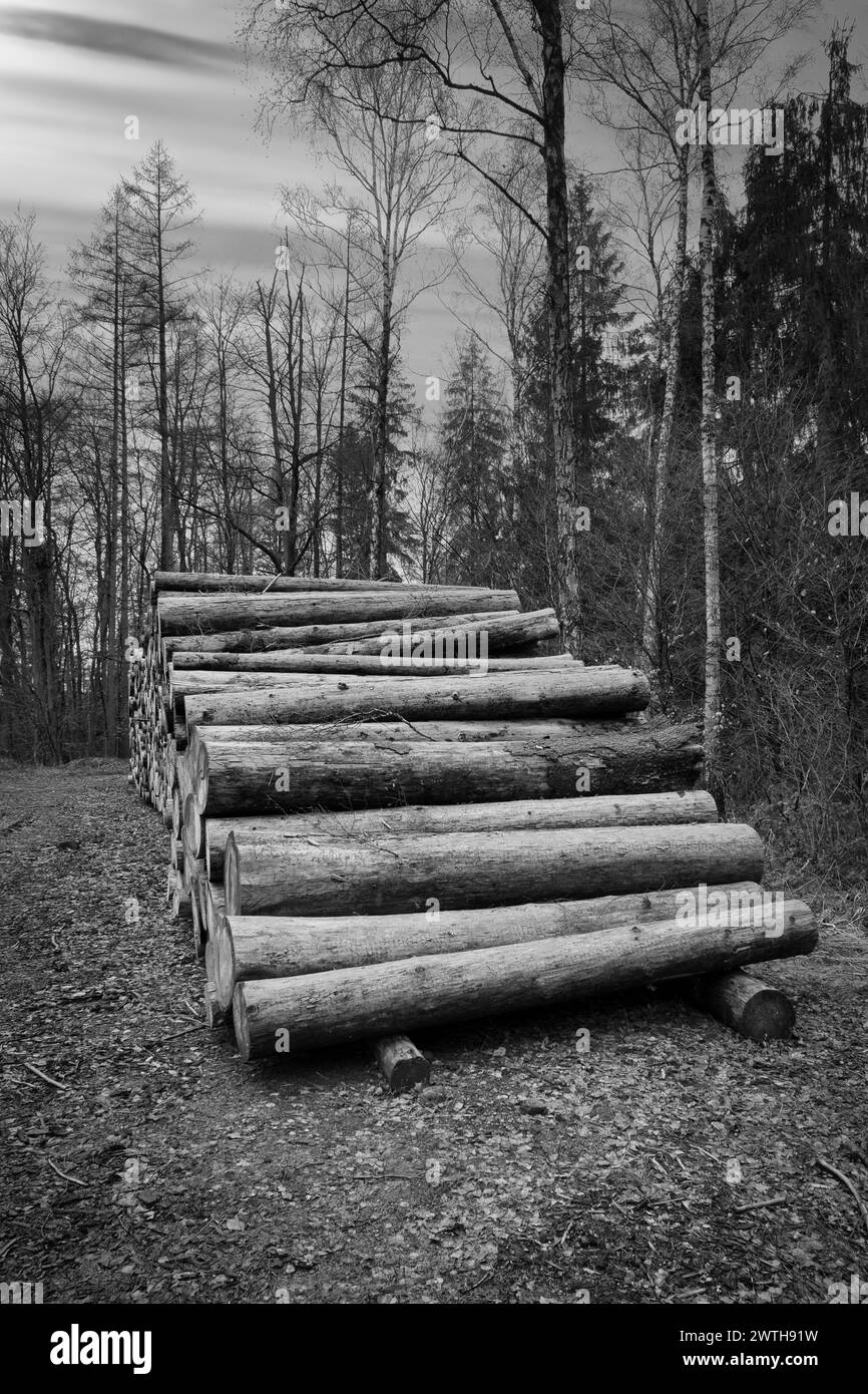 Stacked tree trunks by the wayside in the forest in black and white ...
