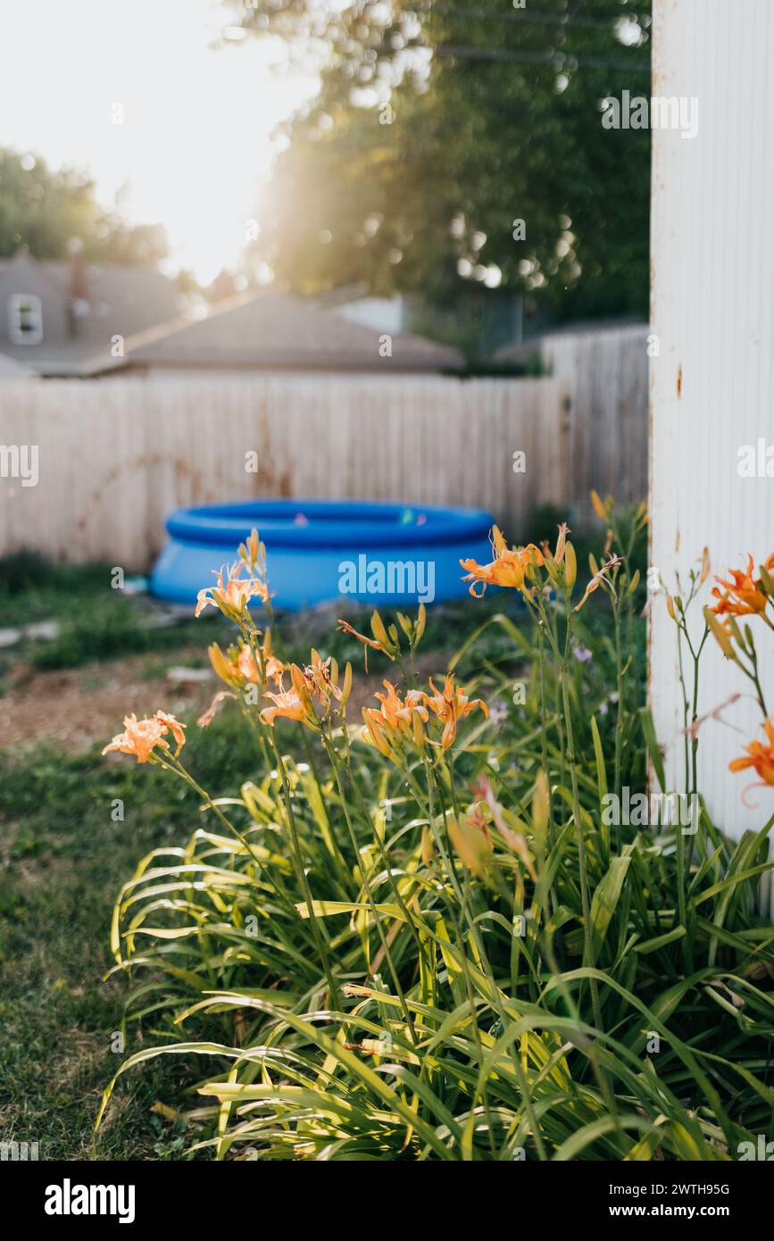 Bright blue color flower outside hi-res stock photography and images ...