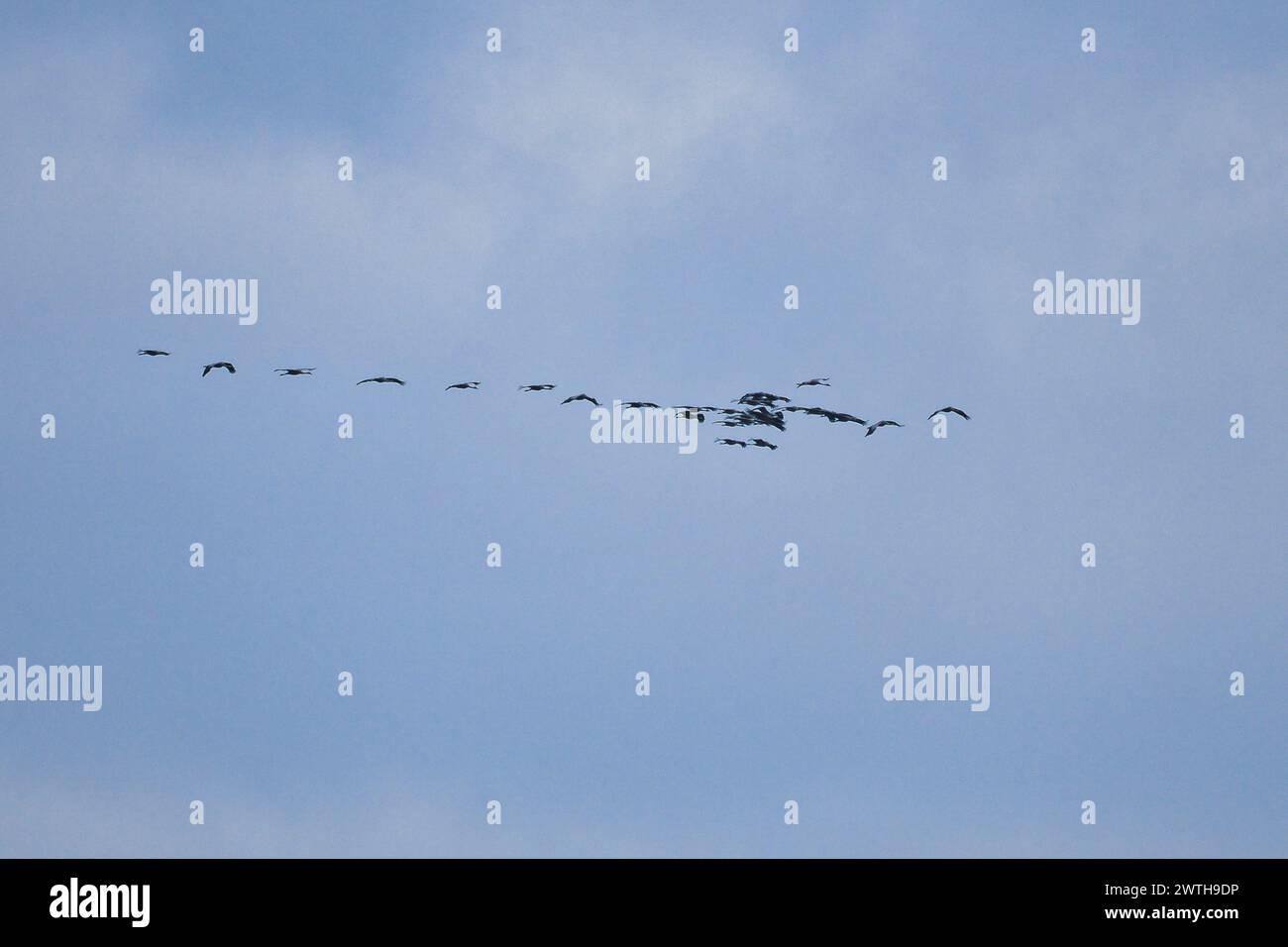 Cranes fly in V formation in the sky. Migratory birds on the Darss ...