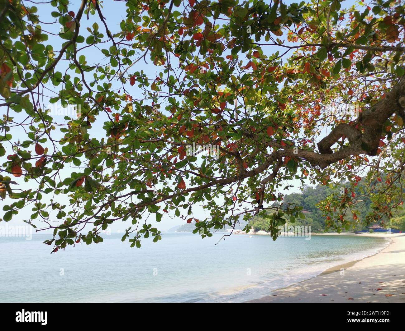 Terminalia catappa branches out by the beachfront Stock Photo - Alamy