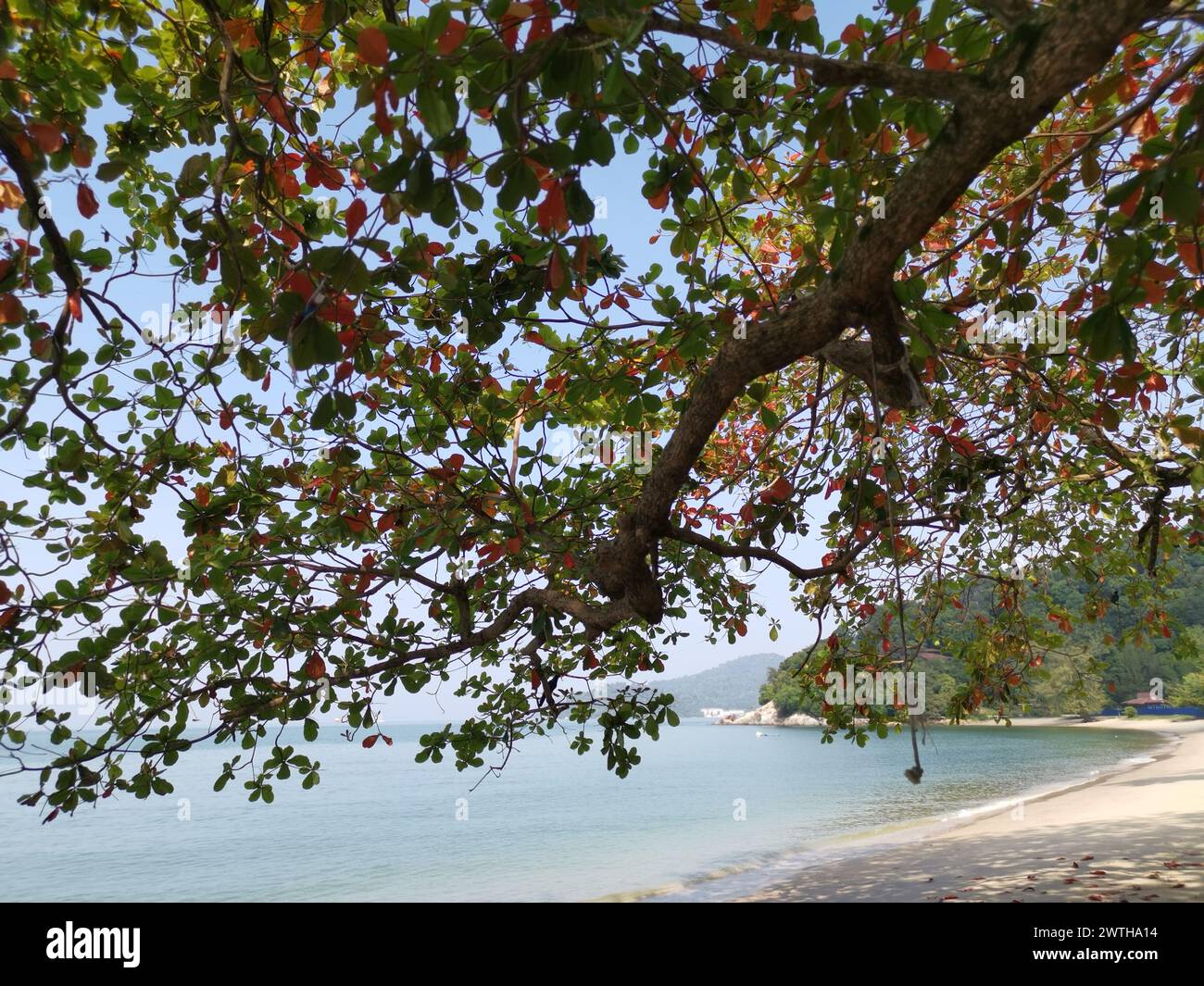 Terminalia catappa branches out by the beachfront Stock Photo - Alamy