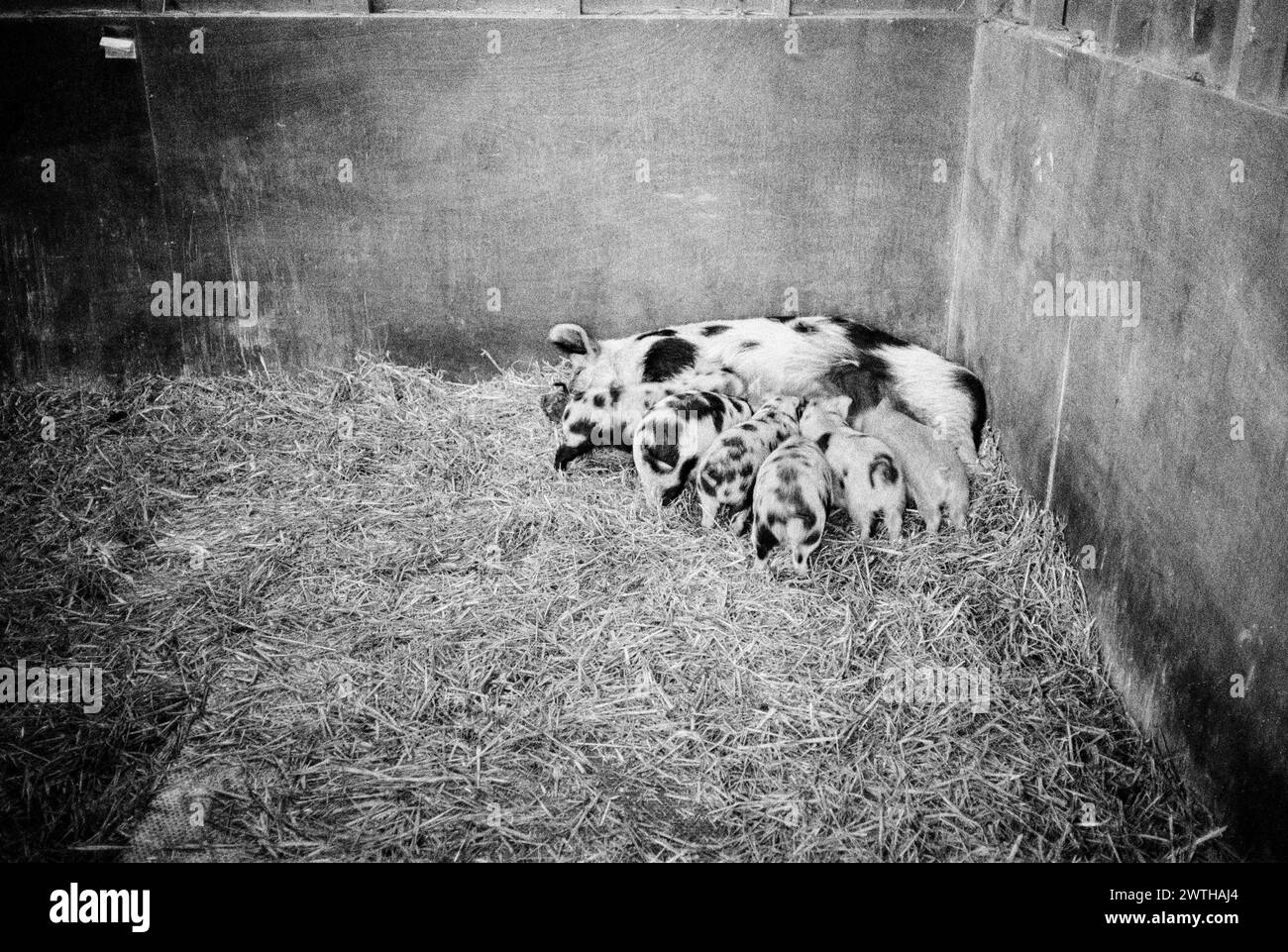 Kunekune pigs Black and White Stock Photos & Images - Alamy
