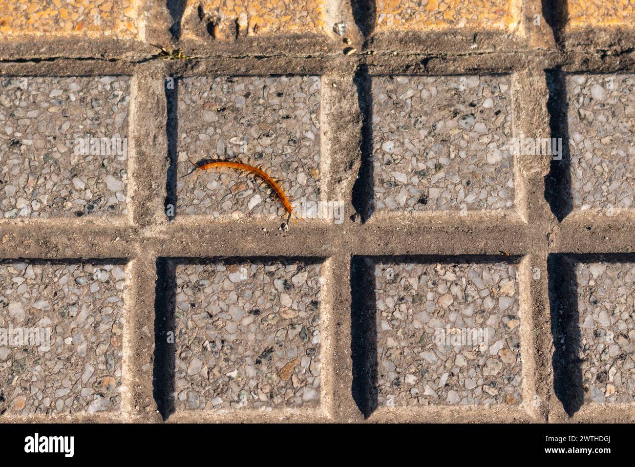 Centipede on a cement walkway Stock Photo - Alamy