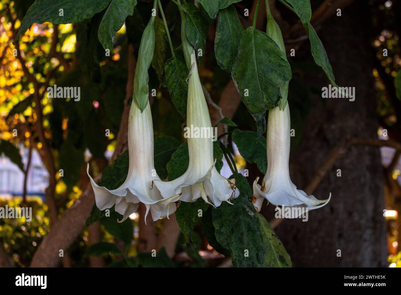 Angel's Trumpet flowers, Brugmansia are poisonous Stock Photo - Alamy