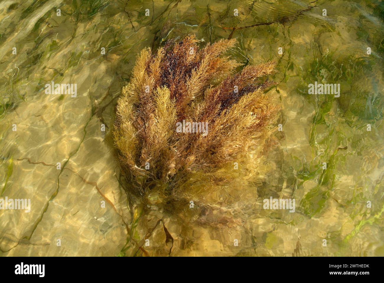 Ochrophyta hi-res stock photography and images - Alamy