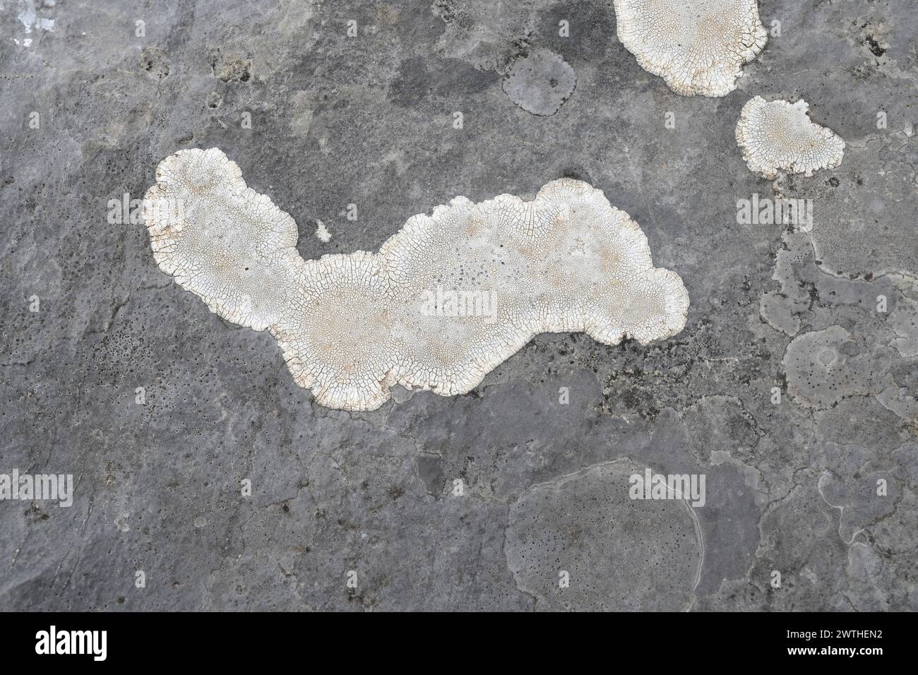 Clacareous rock hi-res stock photography and images - Alamy
