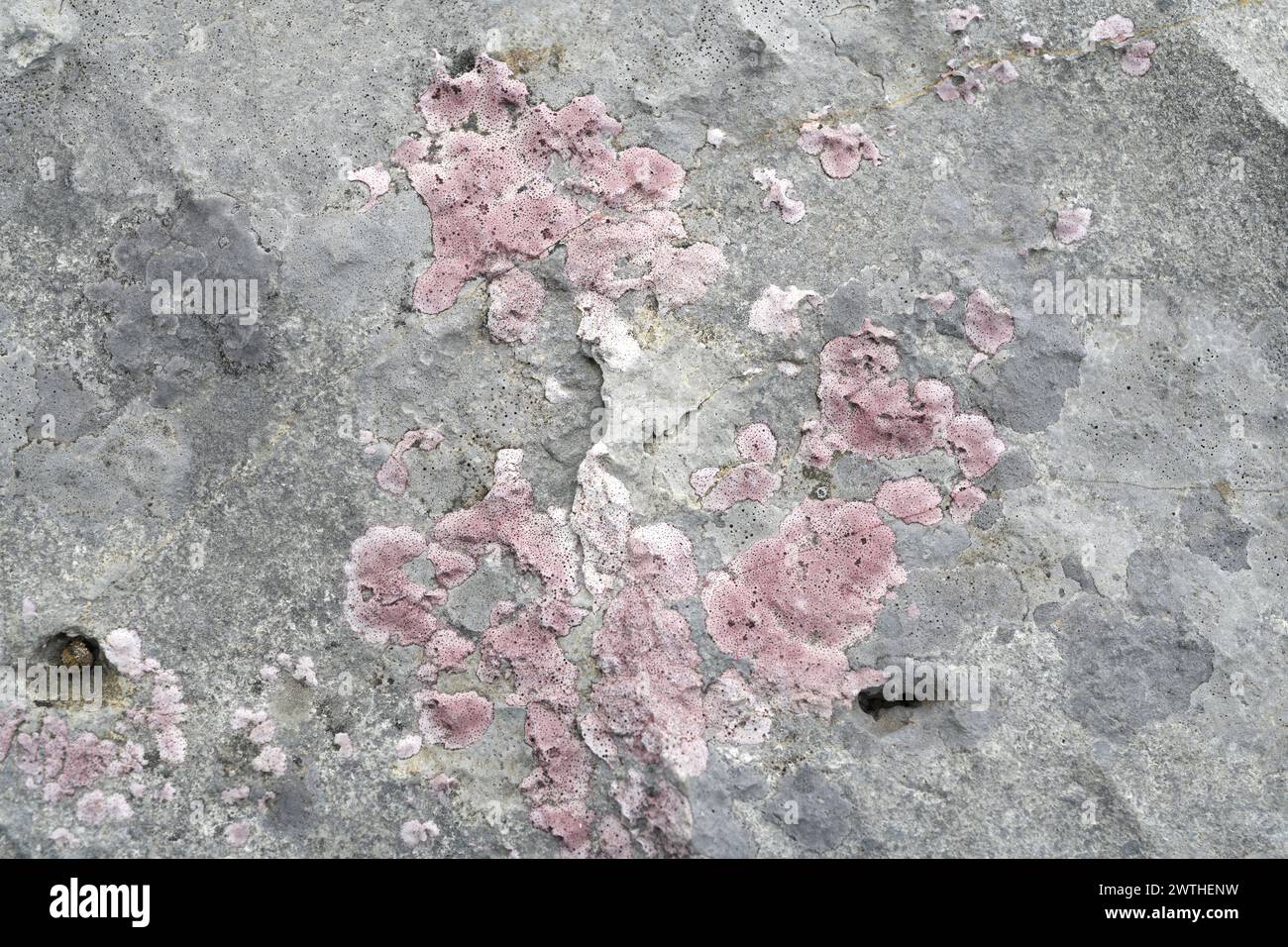 Verrucaria marmorea or Bagliettoa marmorea is a crustose lichen that ...