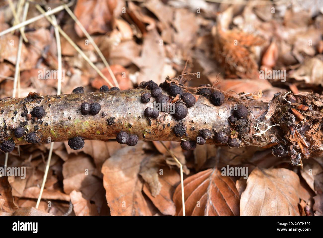 Hypoxylon fragiforme, fungus growing on dead beech wood. This photo was ...