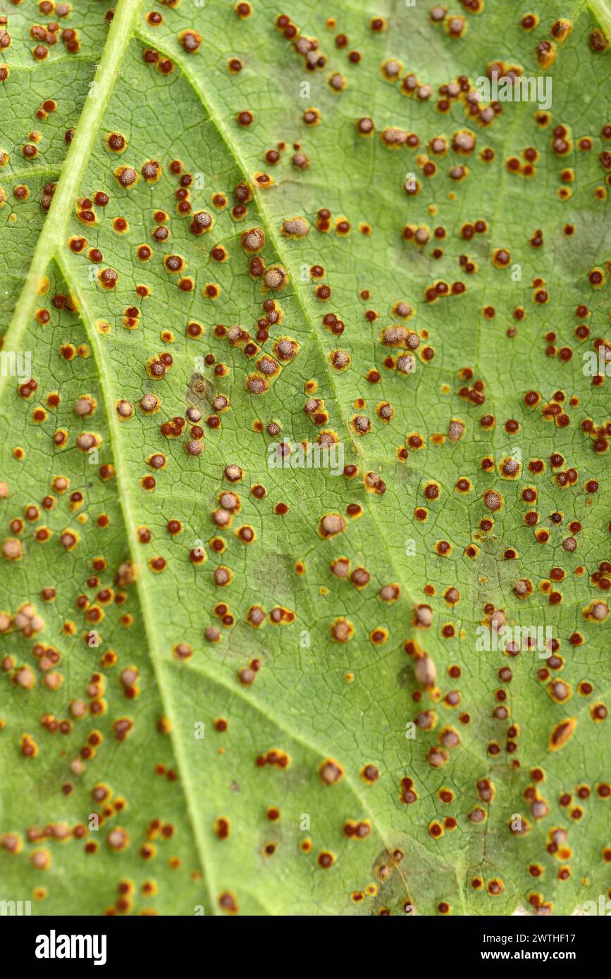 Hollyhock (Puccinia malvacearum) is a parasitic fungus that grows on ...