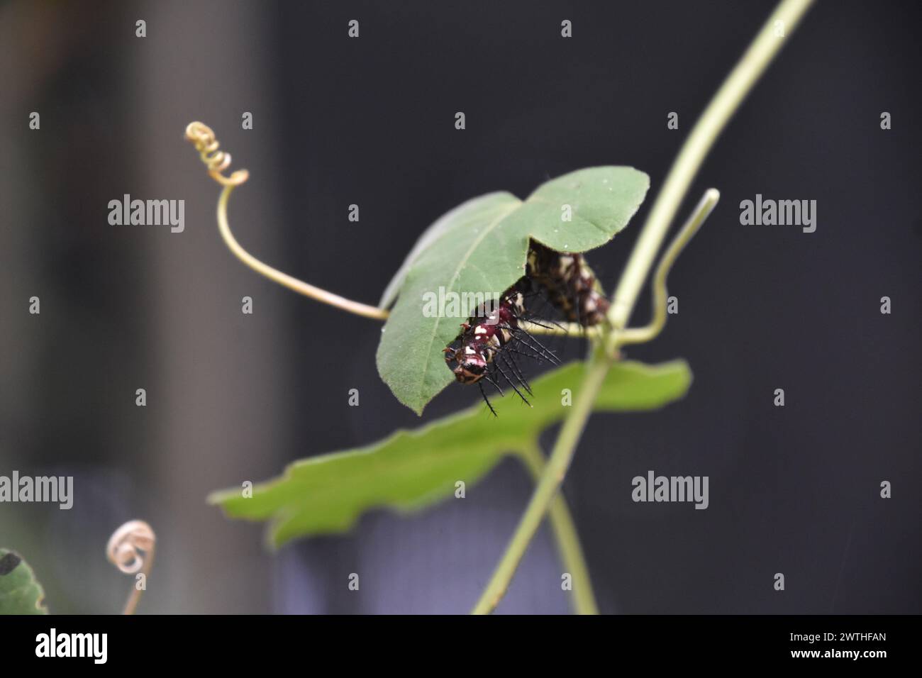 Plant with a creeping caterpillar walking up a leaf Stock Photo - Alamy