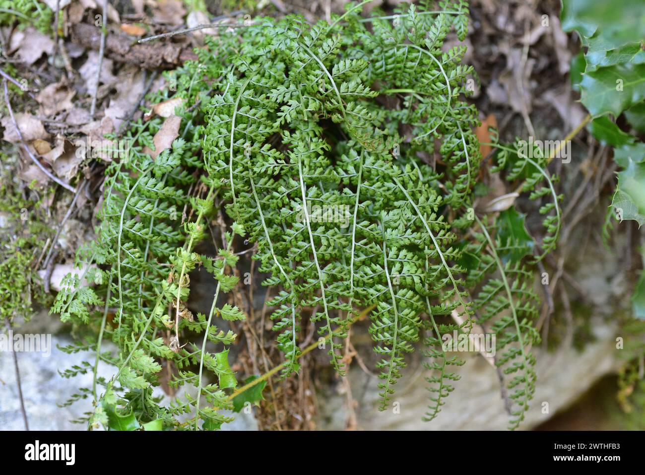 Common fragile fern (Cystopteris fragilis) is a cosmopolitan fern. This ...