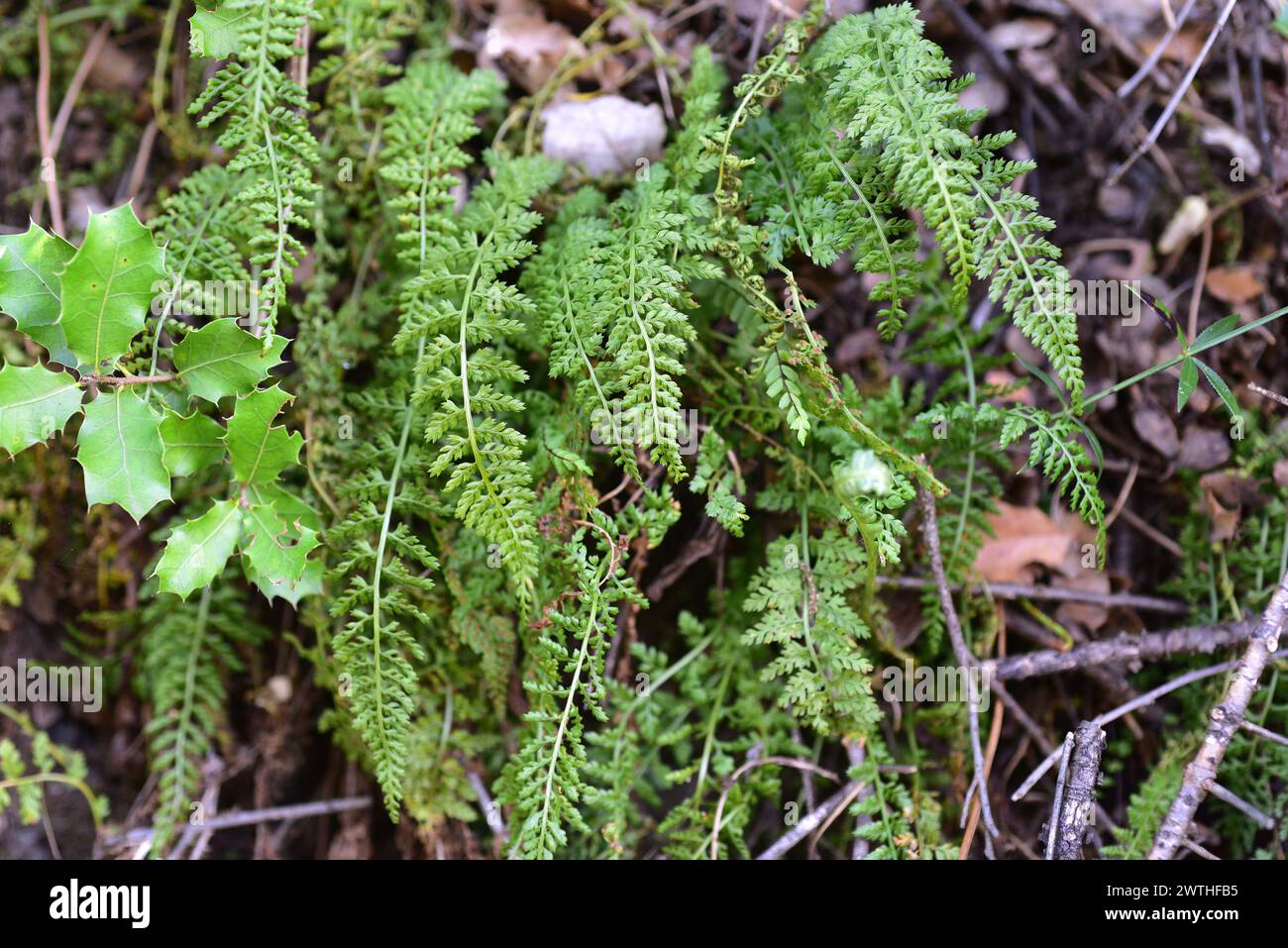 Common fragile fern (Cystopteris fragilis) is a cosmopolitan fern. This ...