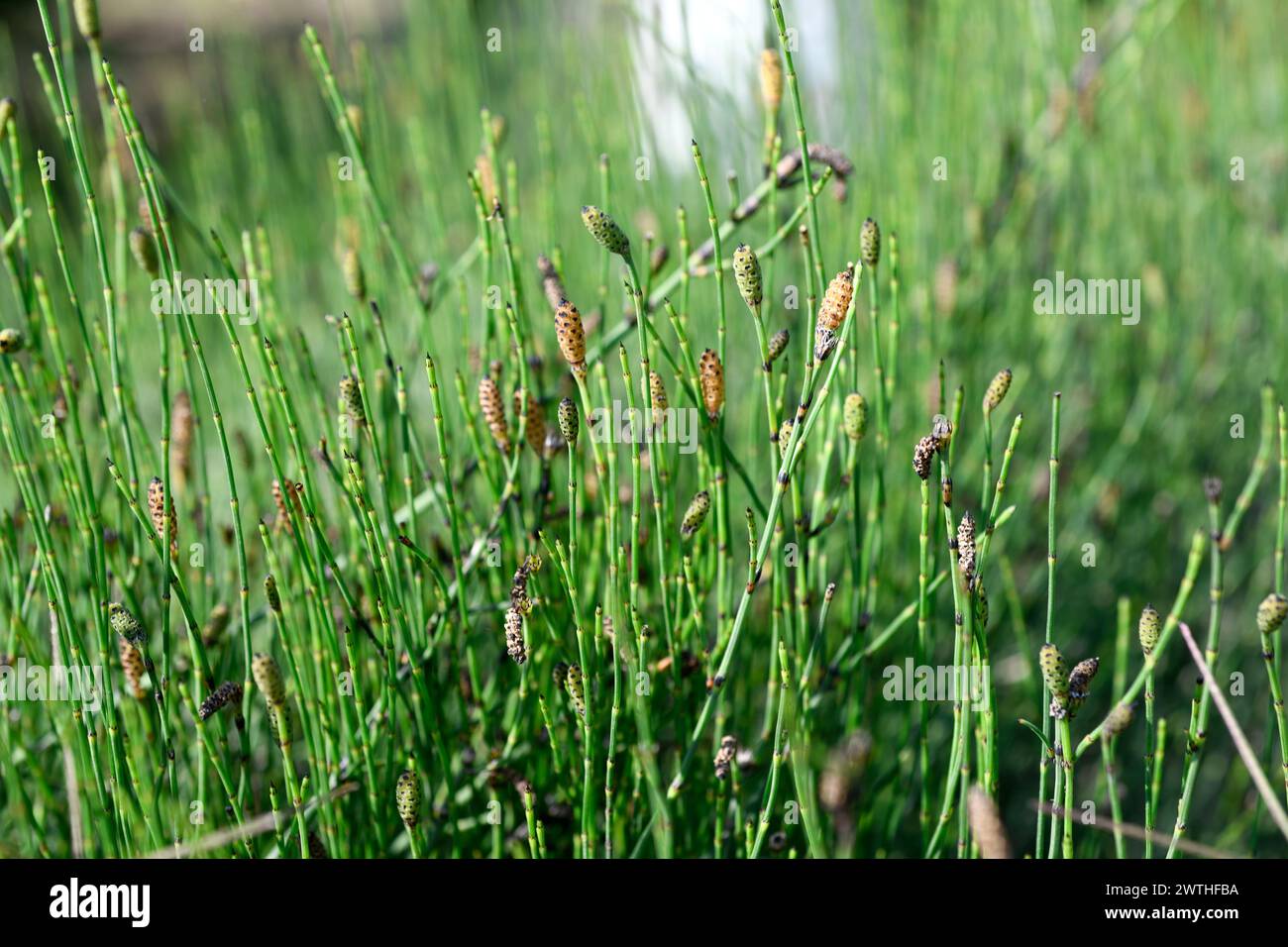 Rough horsetail (Equisetum hyemale) is a perennial herb native to ...