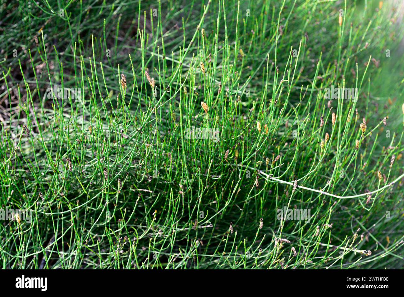 Rough horsetail (Equisetum hyemale) is a perennial herb native to ...