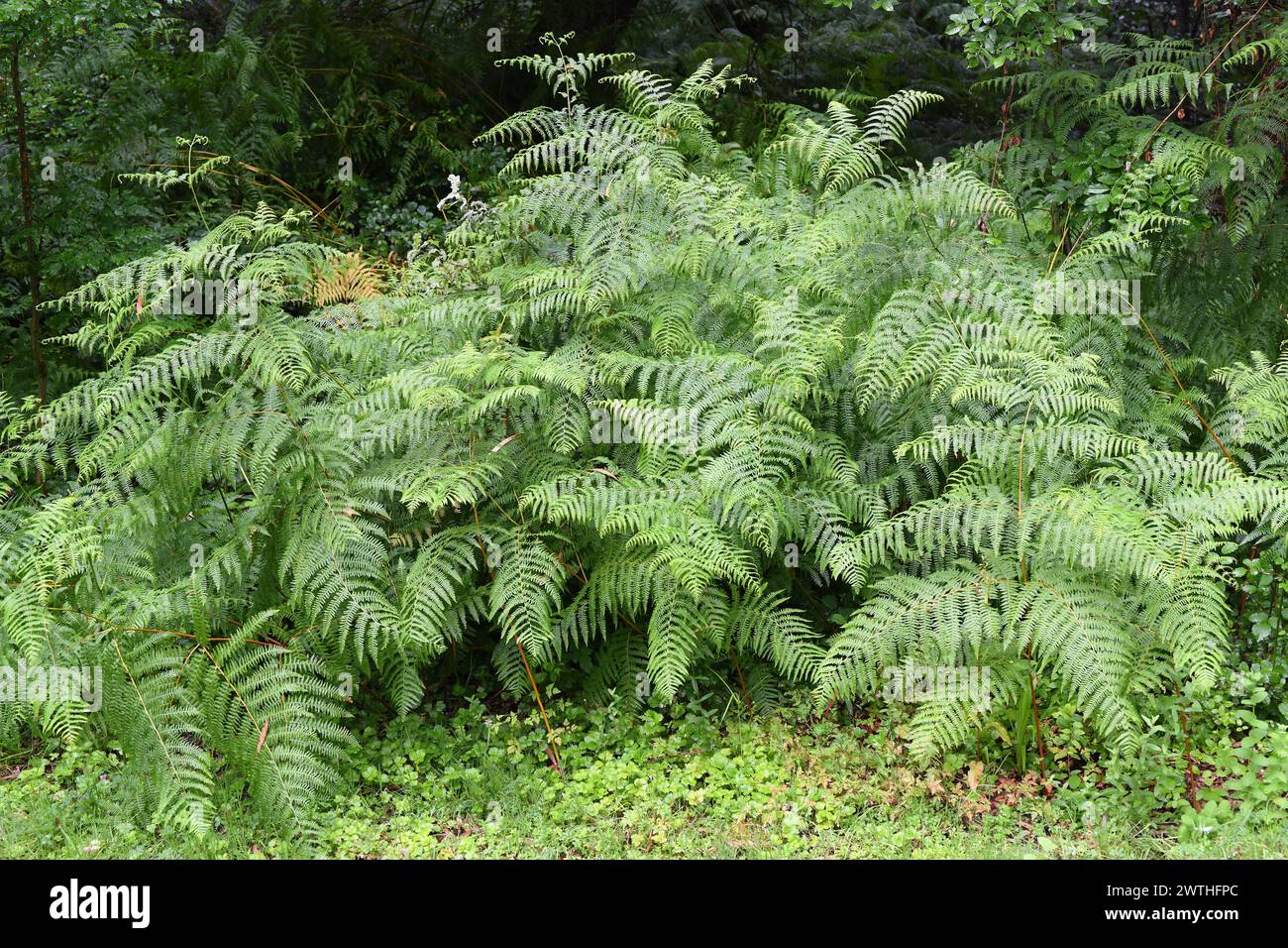 Bracken or eagle fern (Pteridium aquilinum) is a cosmopolitan perennial ...