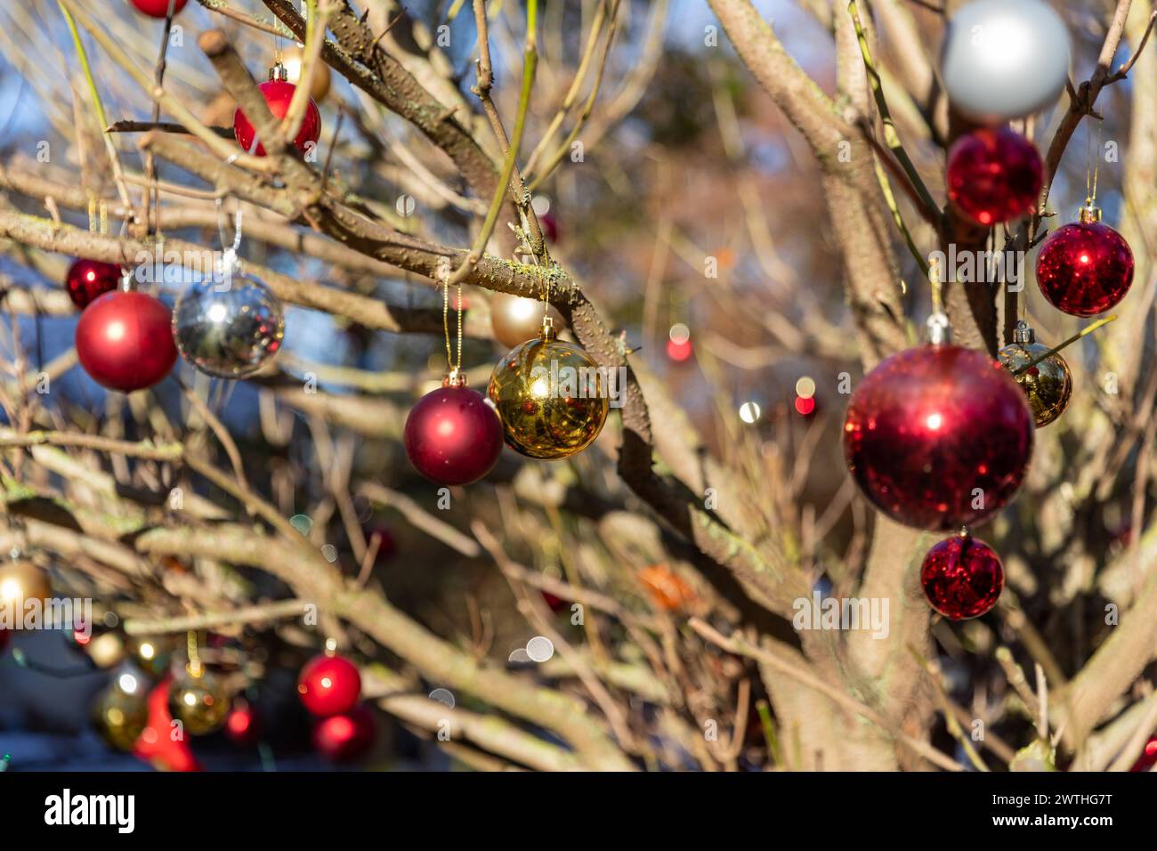 Ast astem zweige hi-res stock photography and images - Alamy