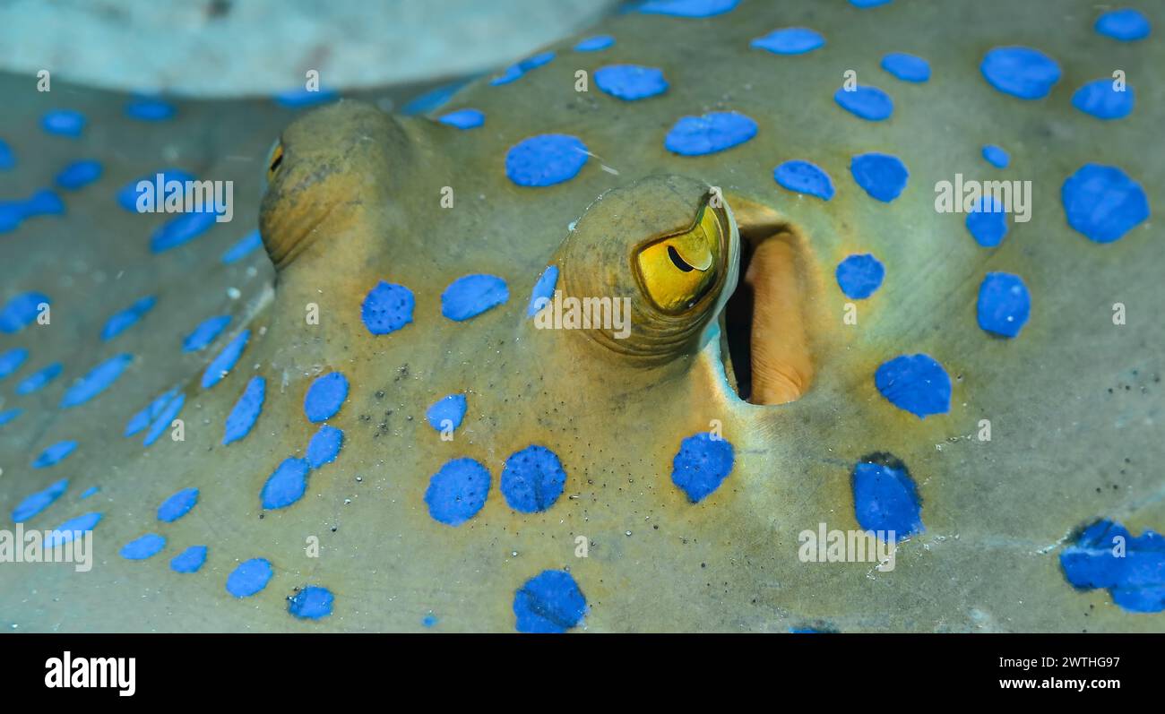 Blaupunkt-Stechrochen (Taeniura lymma), Unterwasser-Foto, Tauchplatz ...