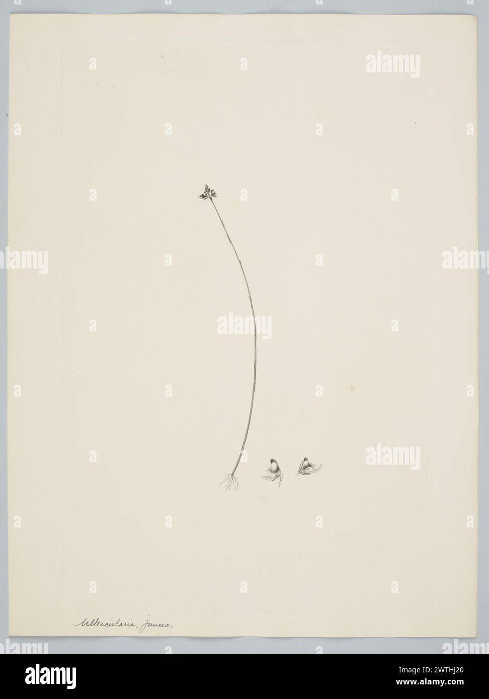 Utricularia caerulea Linnaeus prints, copper engravings, line ...