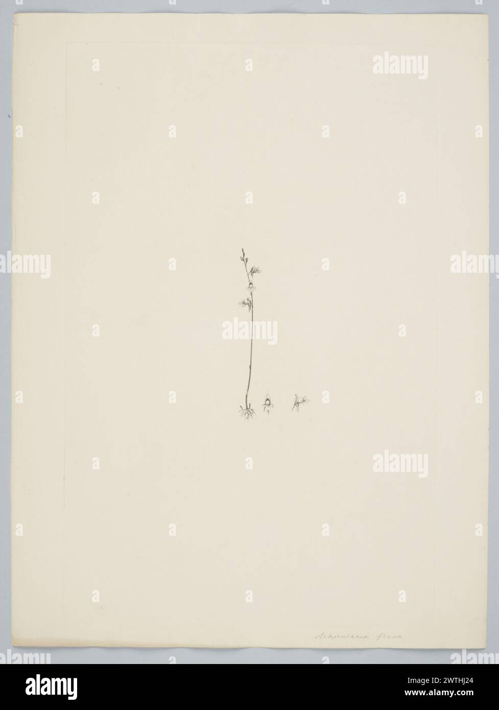 Utricularia chrysantha R. Brown prints, copper engravings, line ...