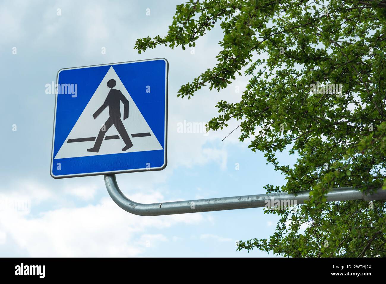 Pedestrian crossing road sign and green tree branches against the sky ...