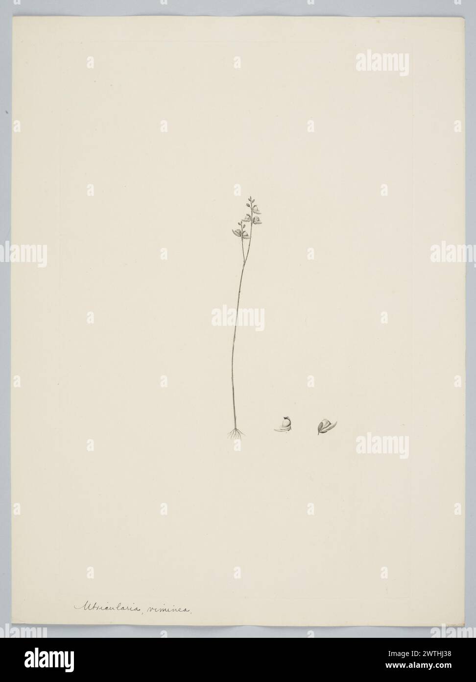 Utricularia caerulea Linnaeus prints, copper engravings, line ...